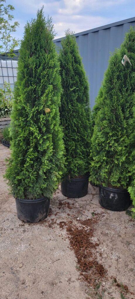 House of Cedar | Buy Emerald Cedars, Trees, Plants Online