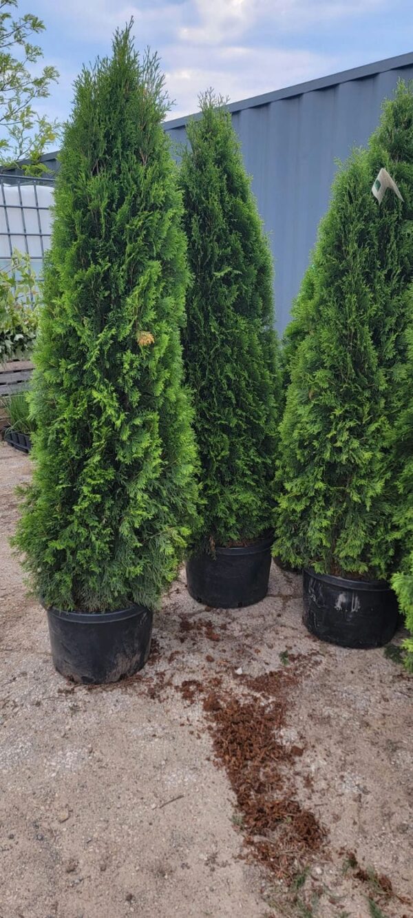 House of Cedar | Buy Emerald Cedars, Trees, Plants Online