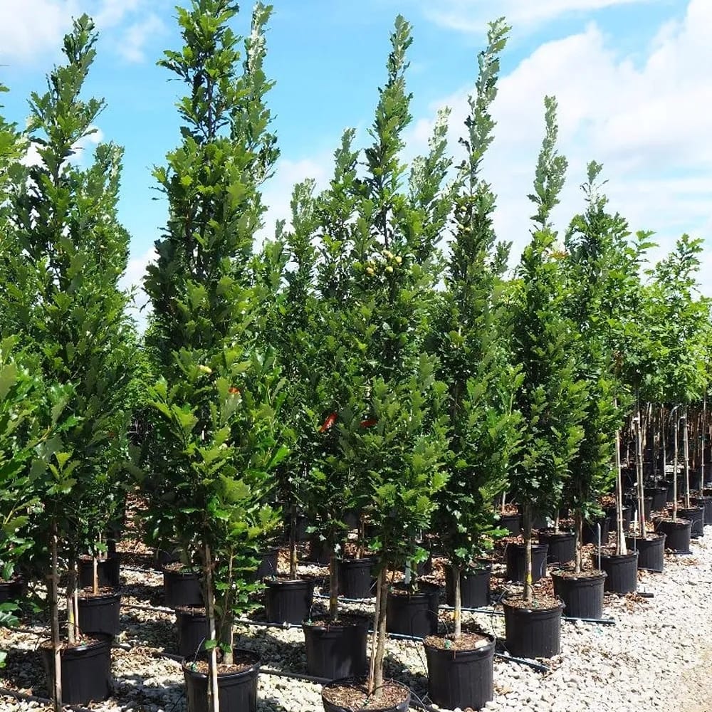 Regal Prince Columnar Oak - House of Cedar